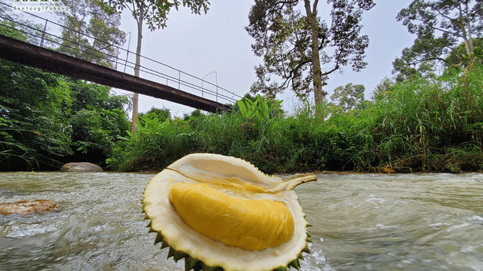 Explore the Richness of MK Musang King Durian