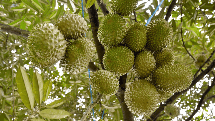 Ultimate Guide to Durians & Mao Shan Wang | Blog Collection – MK Musang ...