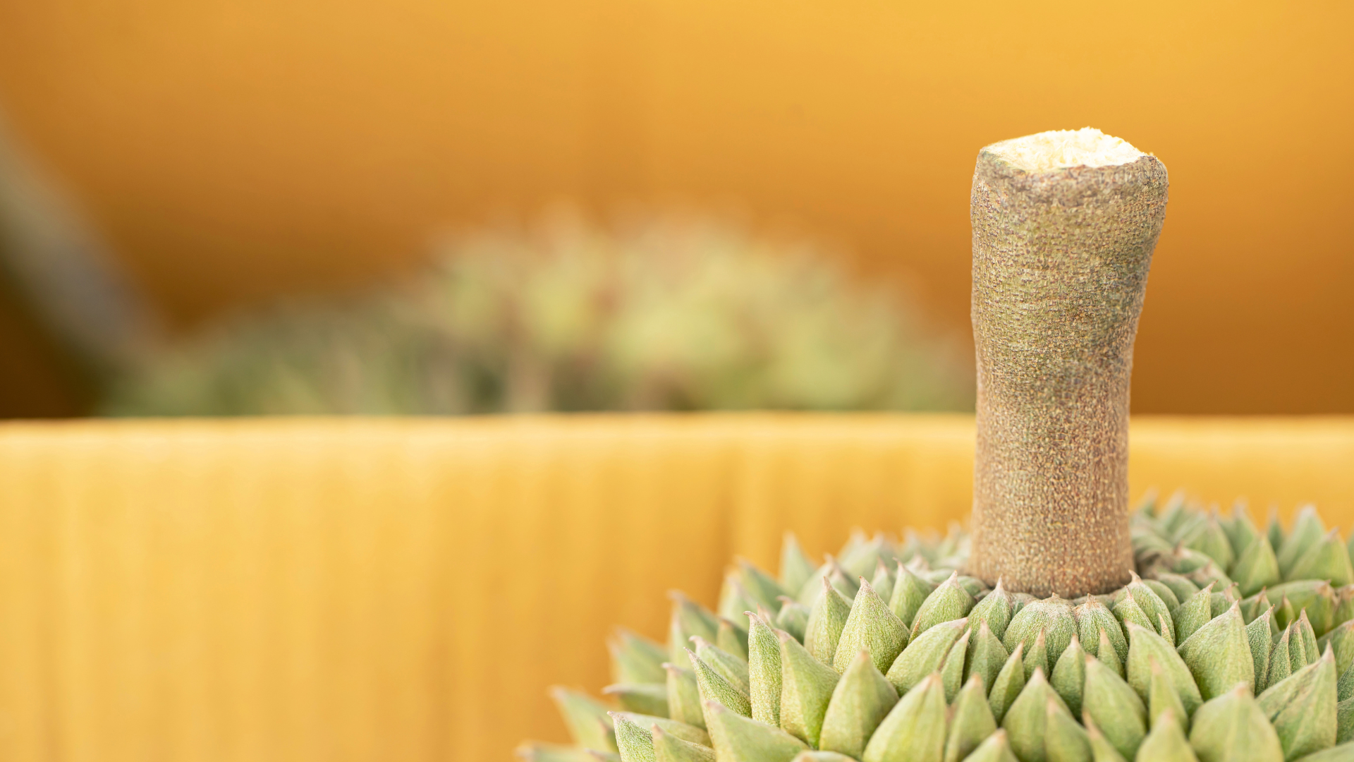 Ultimate Guide to Durians & Mao Shan Wang | Blog Collection – MK Musang ...